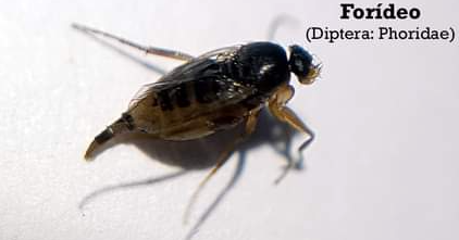 ANABELHA - Ameaças, Pragas e Doenças